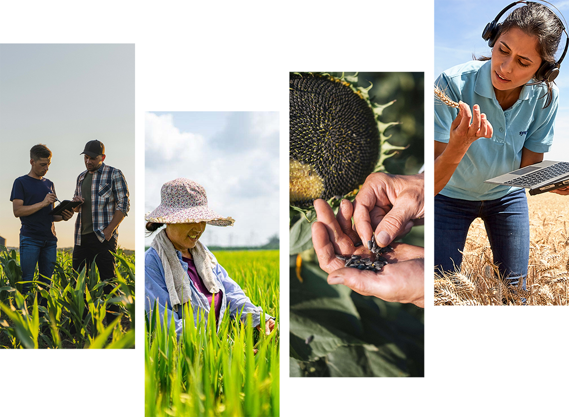 Syngenta Seeds | Syngenta Group